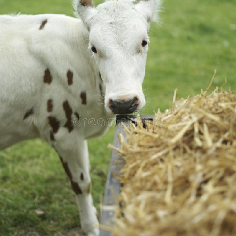 Calf about To Eat Hay. Conceptual Image Shot Stock Photo - Image of ...