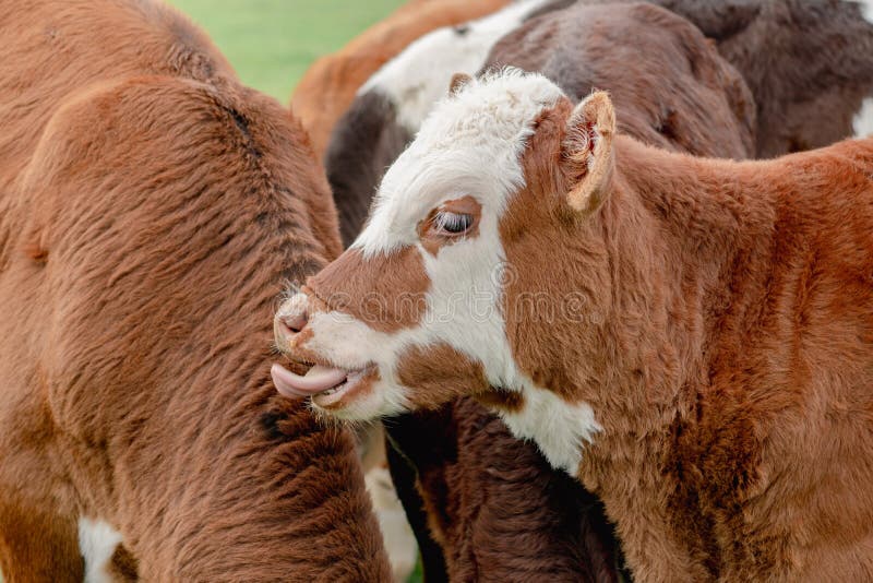 Calf with Tounge Sticking Out Stock Image - Image of lick, closeup ...