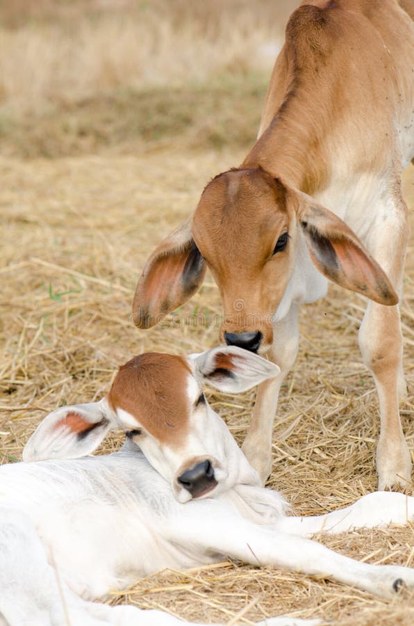 Baby Calves Playing Field Stock Photos - Free & Royalty-Free Stock ...