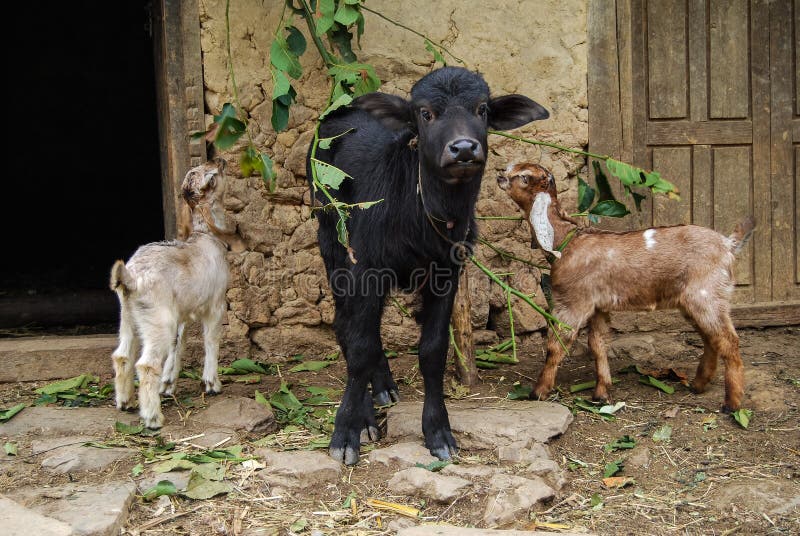 The Calf with Two Young Goats. Stock Image - Image of kids, young: 83592255