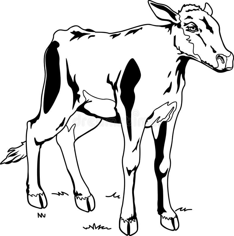 Calf Vector Illustration stock vector. Illustration of cattle - 133435170