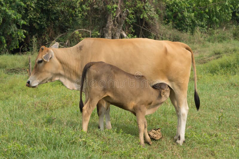 The Calf Was Suckling from the Mother Cow Stock Photo - Image of dairy ...