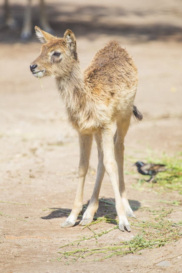 Waterbuck Calf - Wildlife from Africa - Animal Mom Love Stock Image ...