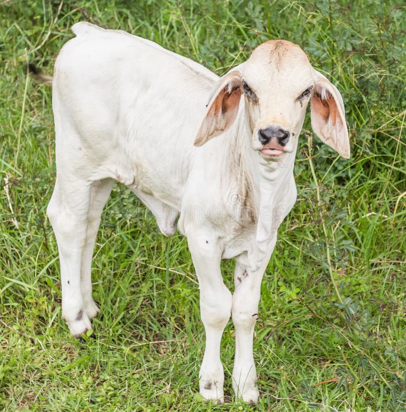 Calf stock image. Image of agriculture, outdoors, livestock - 43293259