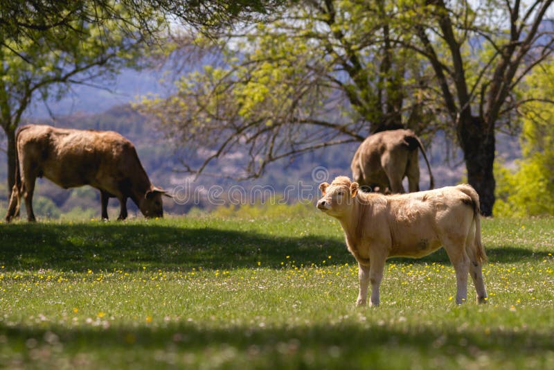 Calf in Wood Pasture in Spring Stock Image - Image of bovine, light ...