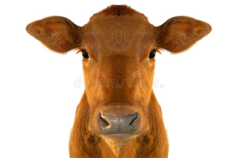 Calf, 8 Months Old, Looking at the Camera Stock Photo - Image of black ...