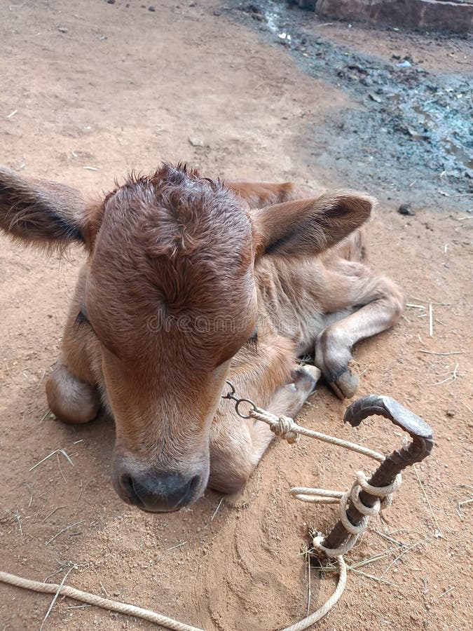 Calf is the Young One of the Cow. Both are the Domestic Animals Stock ...