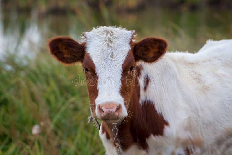 White Cow brown spots stock photo. Image of meadow, spots - 54639608