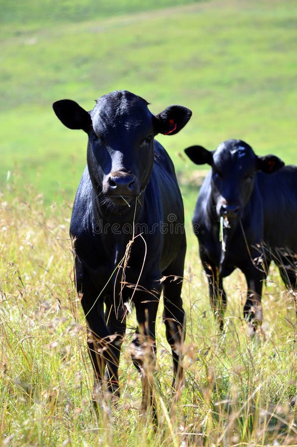 Calfes in the field stock photo. Image of husbandry - 321164616
