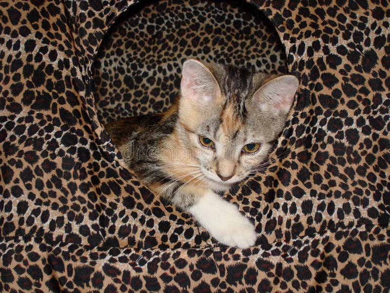 Cali Cat Picture. Image: 3105943