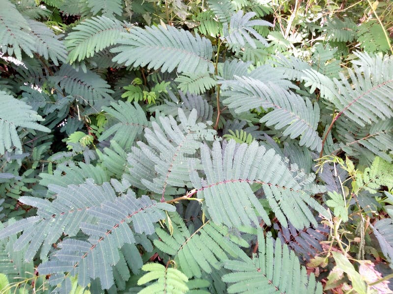 Caliandra Calothyrsus or Caliandra Stock Image - Image of small ...