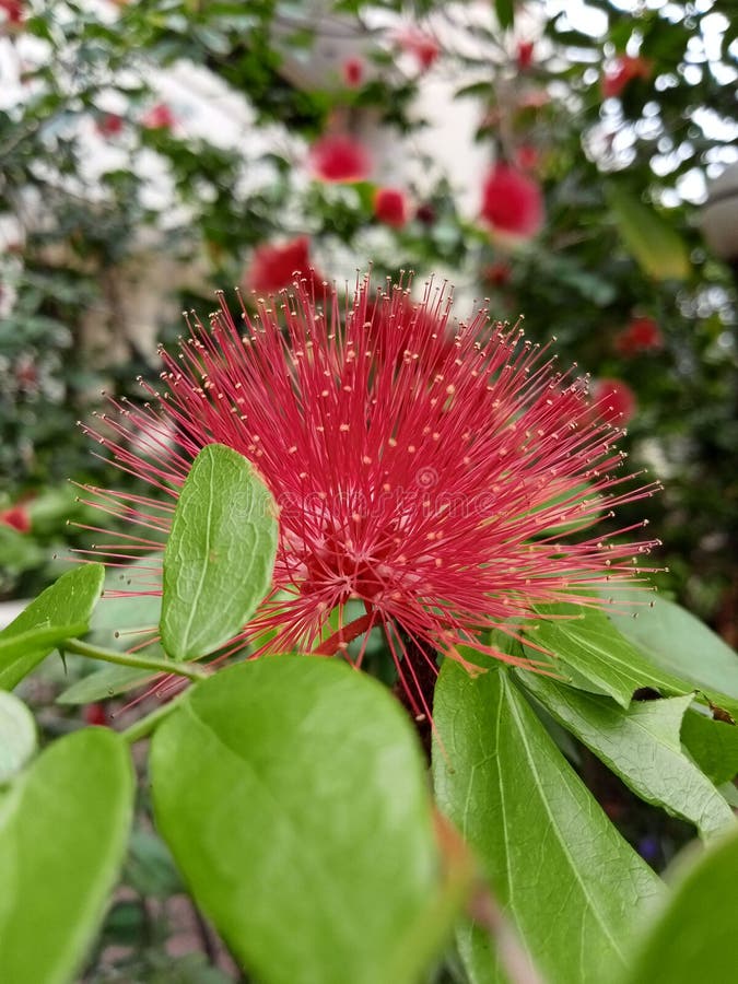Caliandra Flower Potrait on the Garden Stock Image - Image of caliandra ...
