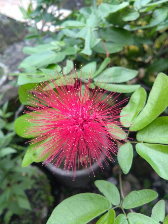 Caliandra red flower stock photo. Image of food, garden - 262268652