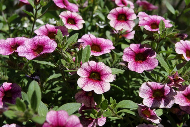 Calibrachoa foto de archivo. Imagen de resorte, planta - 66958414