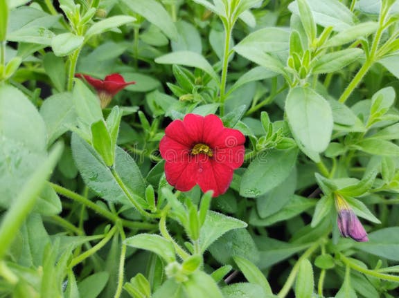 Calibrachoa Cabaret Bright Red Stock Image - Image of beautiful, floral ...