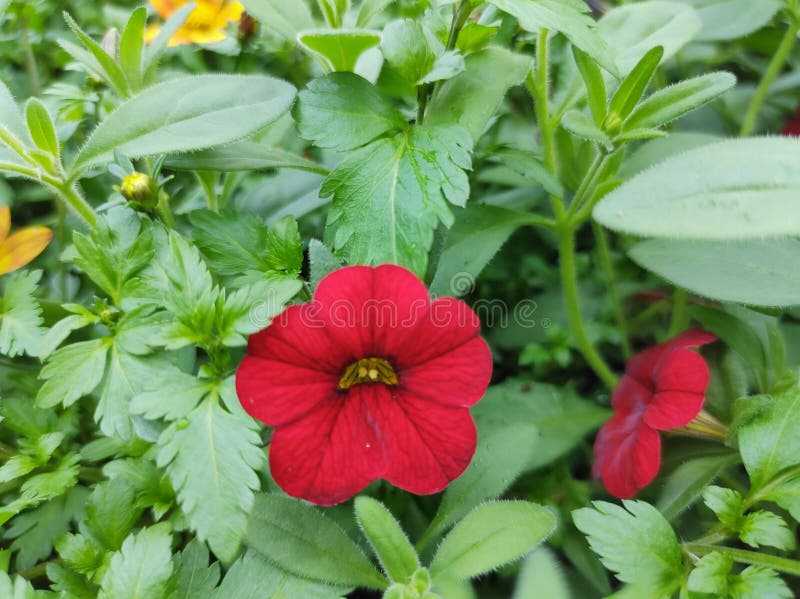 Calibrachoa Cabaret Bright Red Stock Photo - Image of people, botany ...