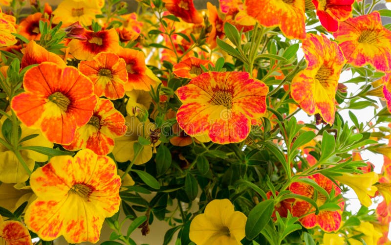 Calibrachoa Flower with Many Different Blossoms Stock Image - Image of ...