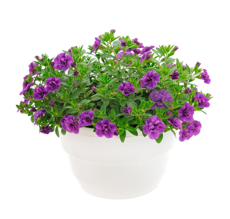 Calibrachoa Flowers Bloom in a Hanging Pot Under the Carport in August ...