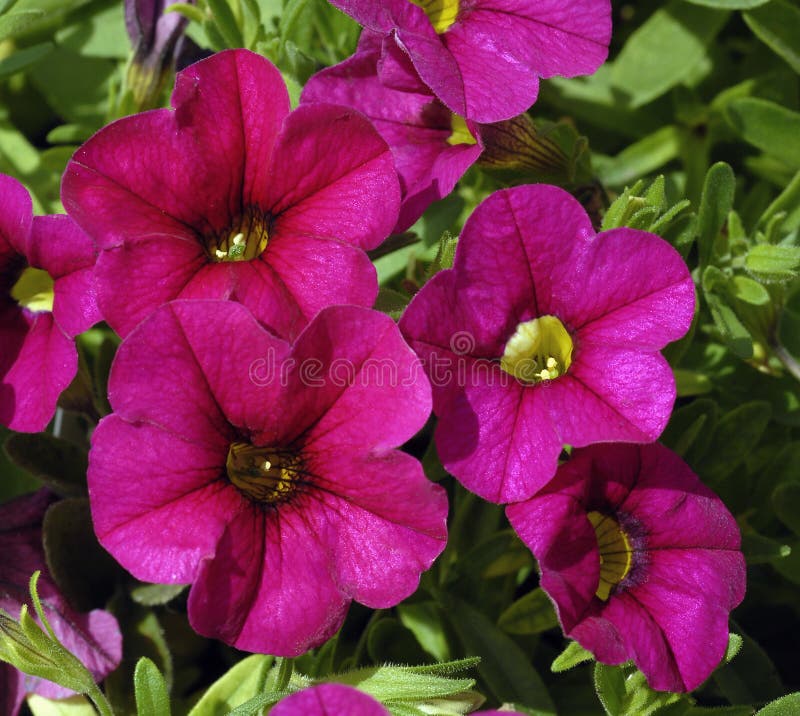 Calibrachoa 'Noa Rose' foto de stock. Imagem de folhagem - 39510148
