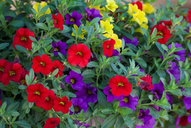 658 Calibrachoa Purple Photos - Free & Royalty-Free Stock Photos from ...