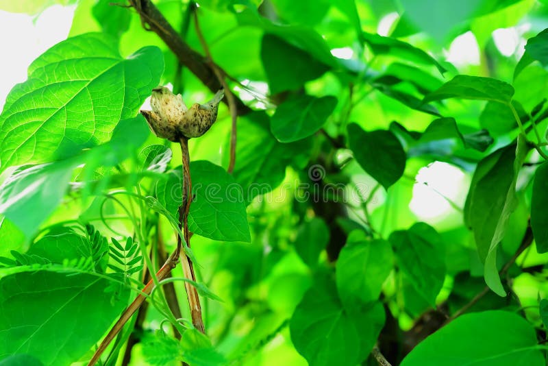 Calice del fiore fotografia stock. Immagine di acquatico - 92857882
