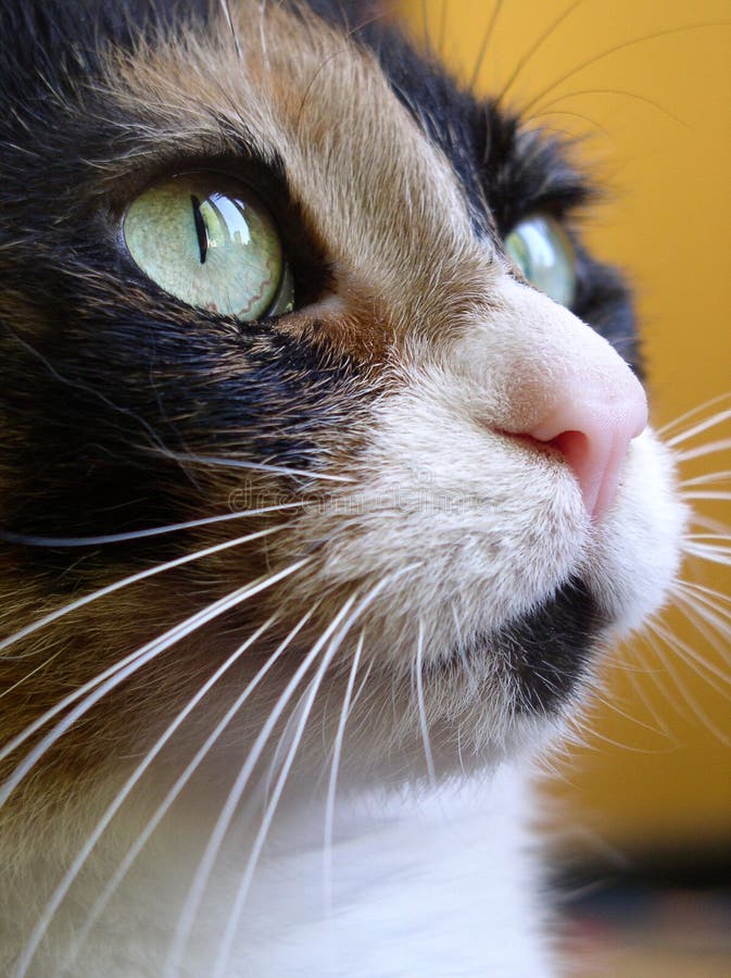 Calico- stock image. Image of brown, staring, black, whiskers - 306451