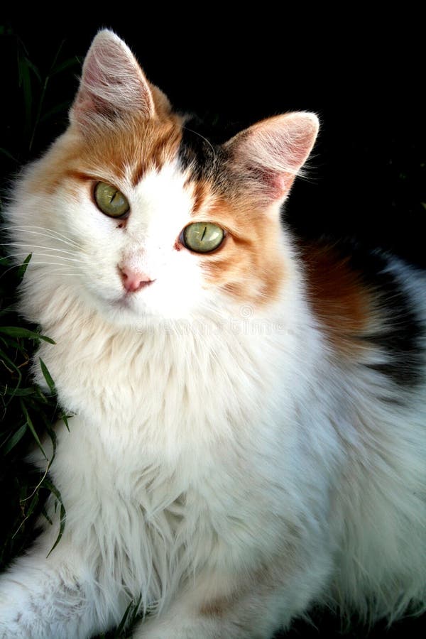 Calico stock photo. Image of hair, calico, green, colors - 6475272