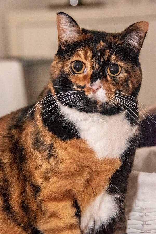 Calico Beauty cat stock image. Image of gato, whiskers - 357974629