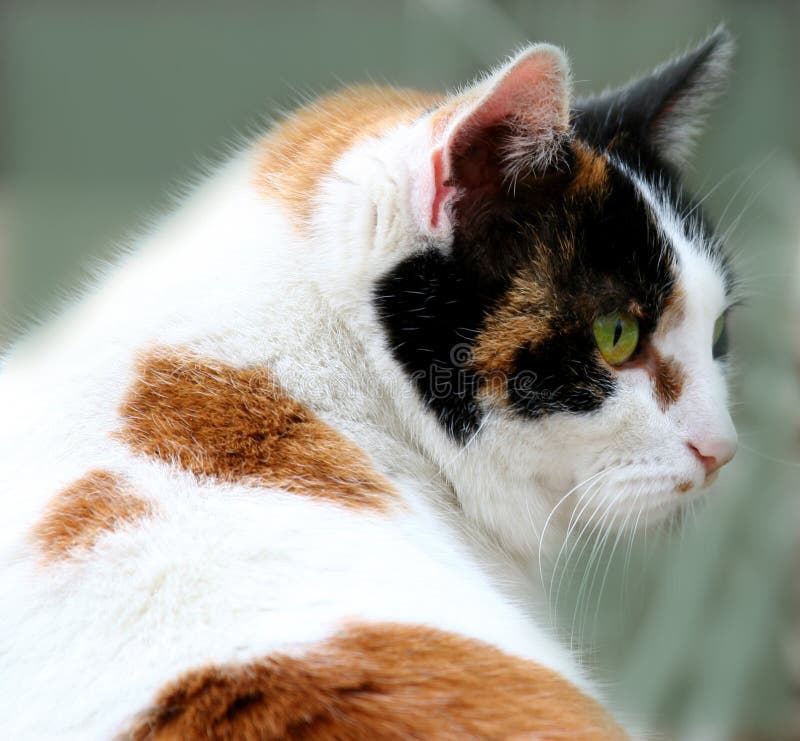 Calico Cat stock image. Image of black, outside, brown - 18033179