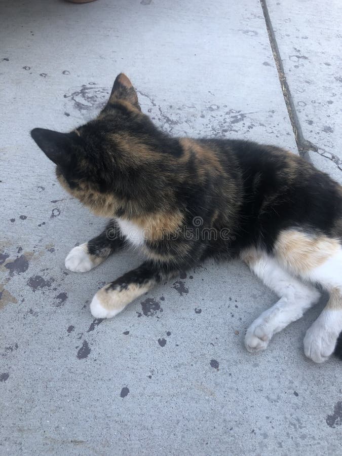 Calico cat stock image. Image of calico, animal, resting - 159172301