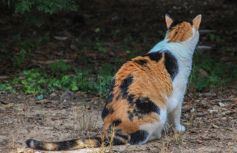 Calico Cat Backside Stock Photos - Free & Royalty-Free Stock Photos ...