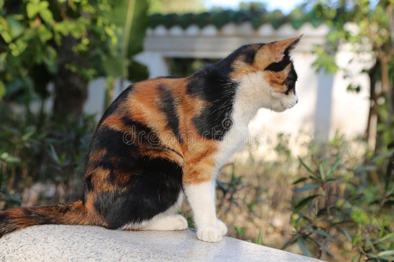 A Calico Cat with a Black, White, and Orange Coat is Sitting on a Stone ...