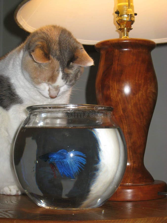 Calico Cat and Blue Betta stock image. Image of lighting - 183254621