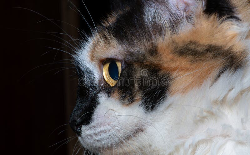 Calico cat stock image. Image of pets, snout, macro - 353413165
