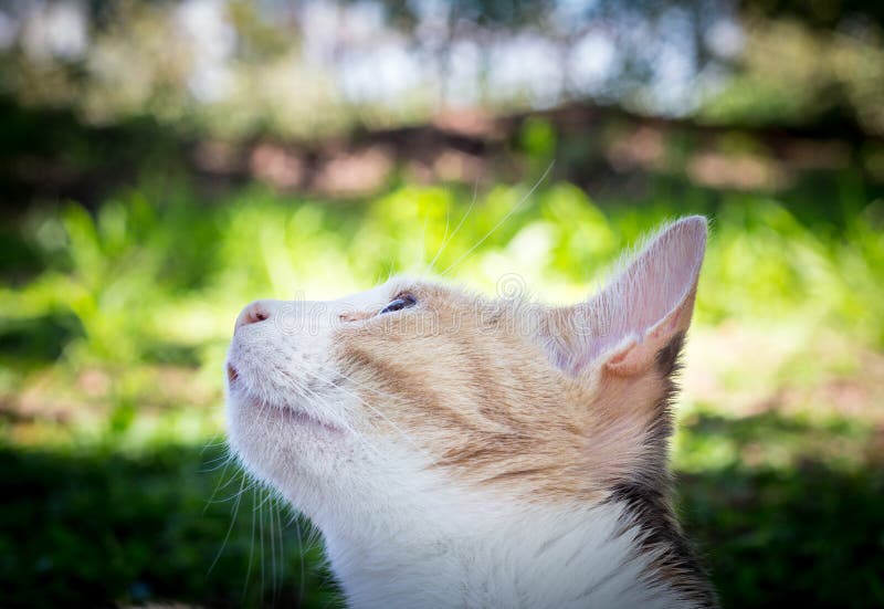 Calico Cat Face Profile Looking Up Stock Photo - Image of tree ...