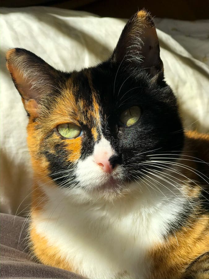 1,187 Calico Colors Stock Photos - Free & Royalty-Free Stock Photos ...