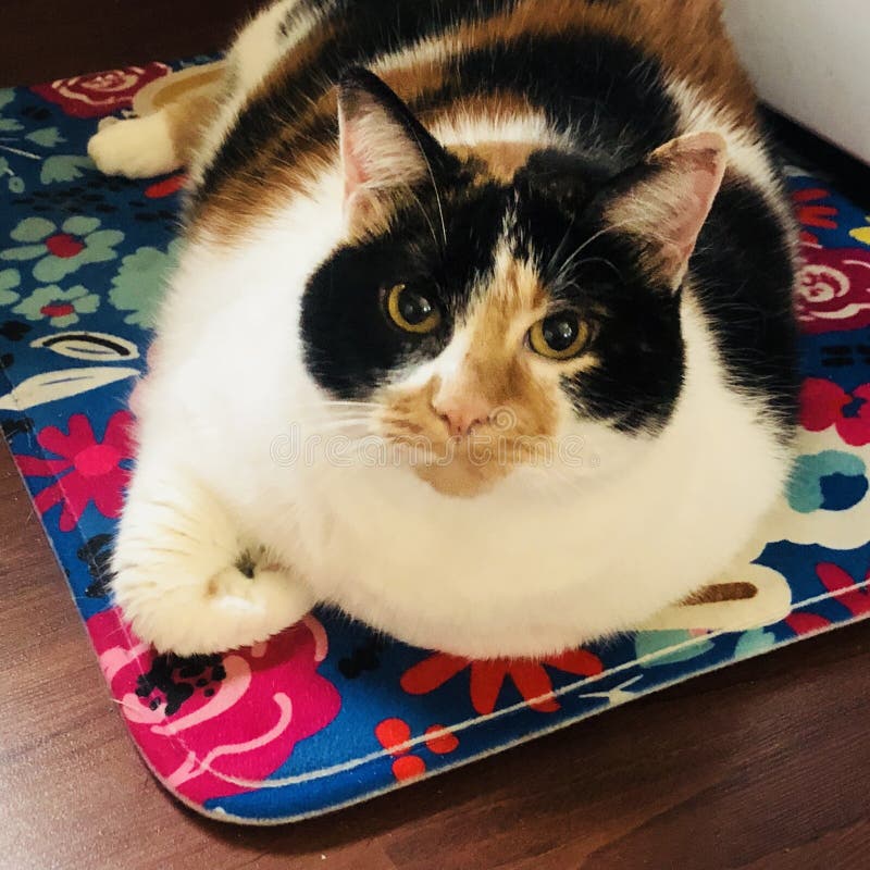 Calico stock image. Image of flower, calico, kitchen - 123305983