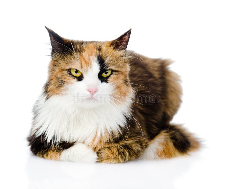 Calico Cat Sitting and Looking at Camera. Isolated on White Stock Photo ...