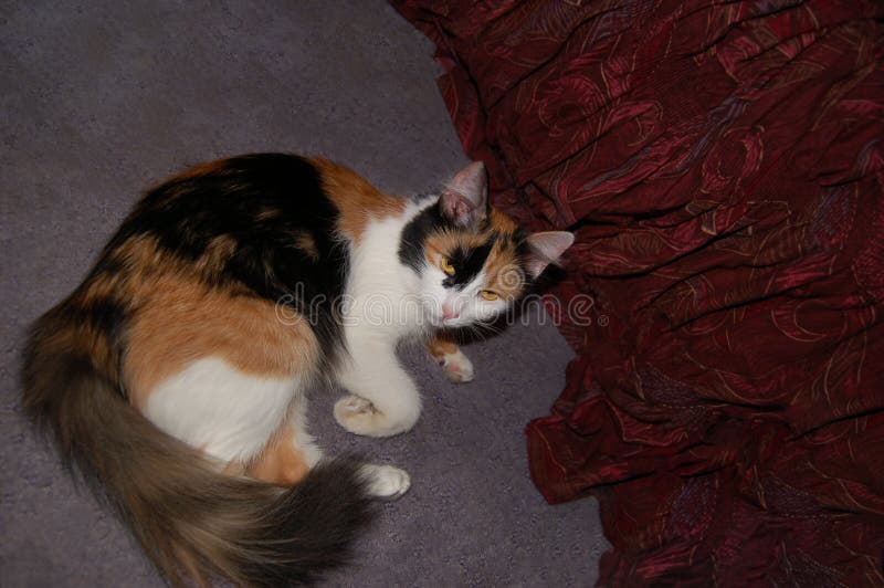 Calico cat on grey carpet stock image. Image of domestic - 83166329