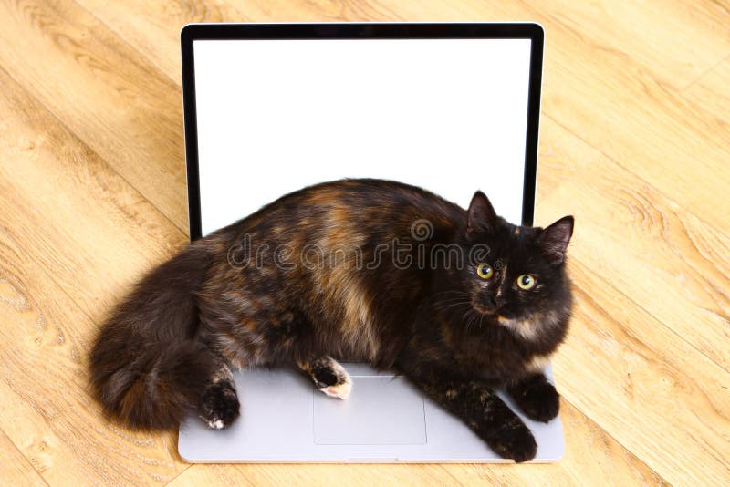 Calico cat on laptop stock image. Image of laptops, lying - 88618437
