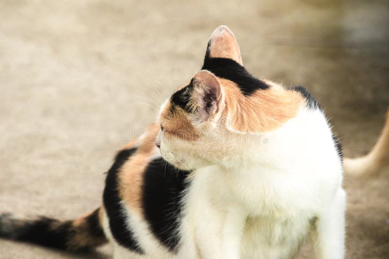 Calico Cat Looking Back ,cats are Suspicious Animals Stock Image ...