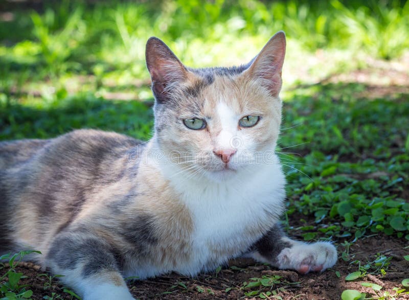 Calico Cat Lying Outside on the Grass Stock Photo - Image of mottled ...