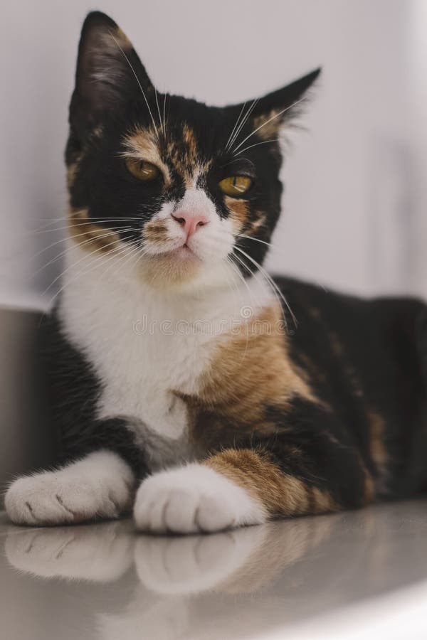 Calico Cat Lying on Shiny Porcelain Tiled Floor Stock Image - Image of ...