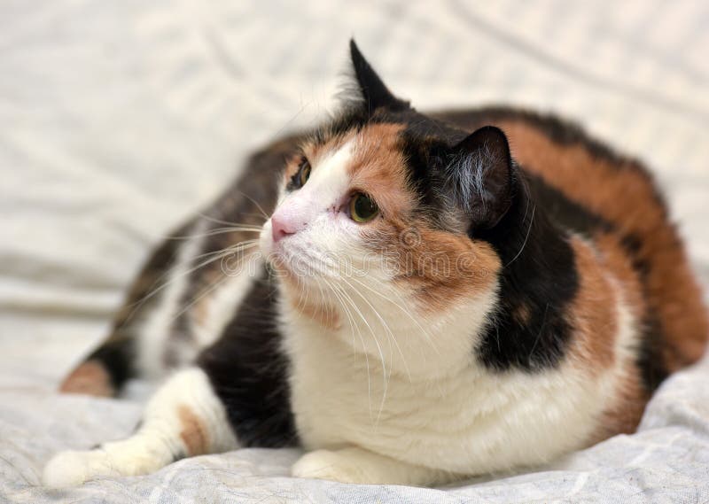 Calico cat stock image. Image of black, beautiful, cute - 77133873