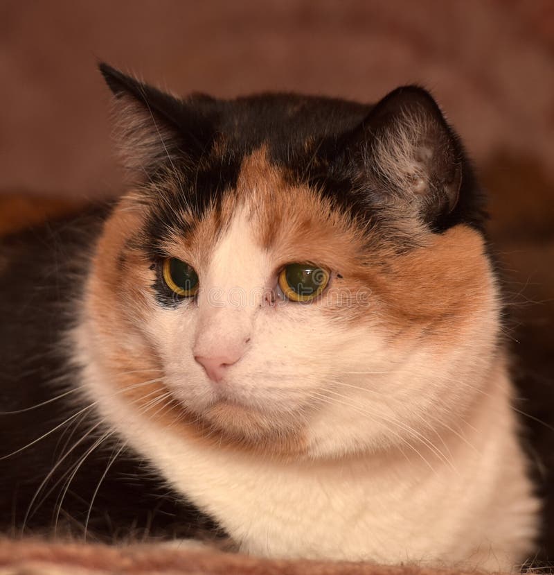 Calico cat stock photo. Image of fluffy, whiskers, beautiful - 77134270