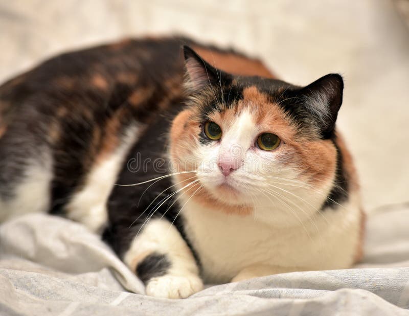 Calico cat stock image. Image of short, stripe, kitten - 77136037