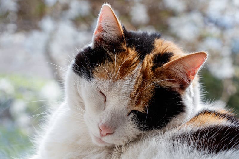 Calico cat naps stock photo. Image of beautiful, adult - 183723350