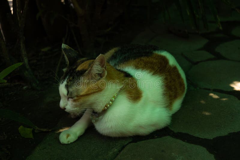 A Calico Cat with a Pearl Collar Lies on a Stone Path, Looking Away ...