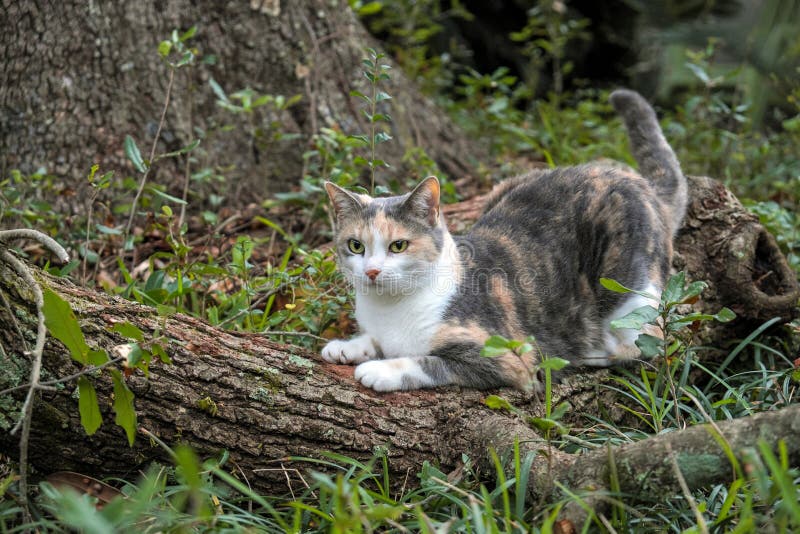 Calico Cat Sharpening Her Claws on Oak Tree Stock Image - Image of ...