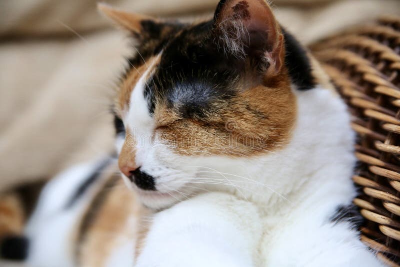 Calico cat side profile stock image. Image of kitten - 287566655